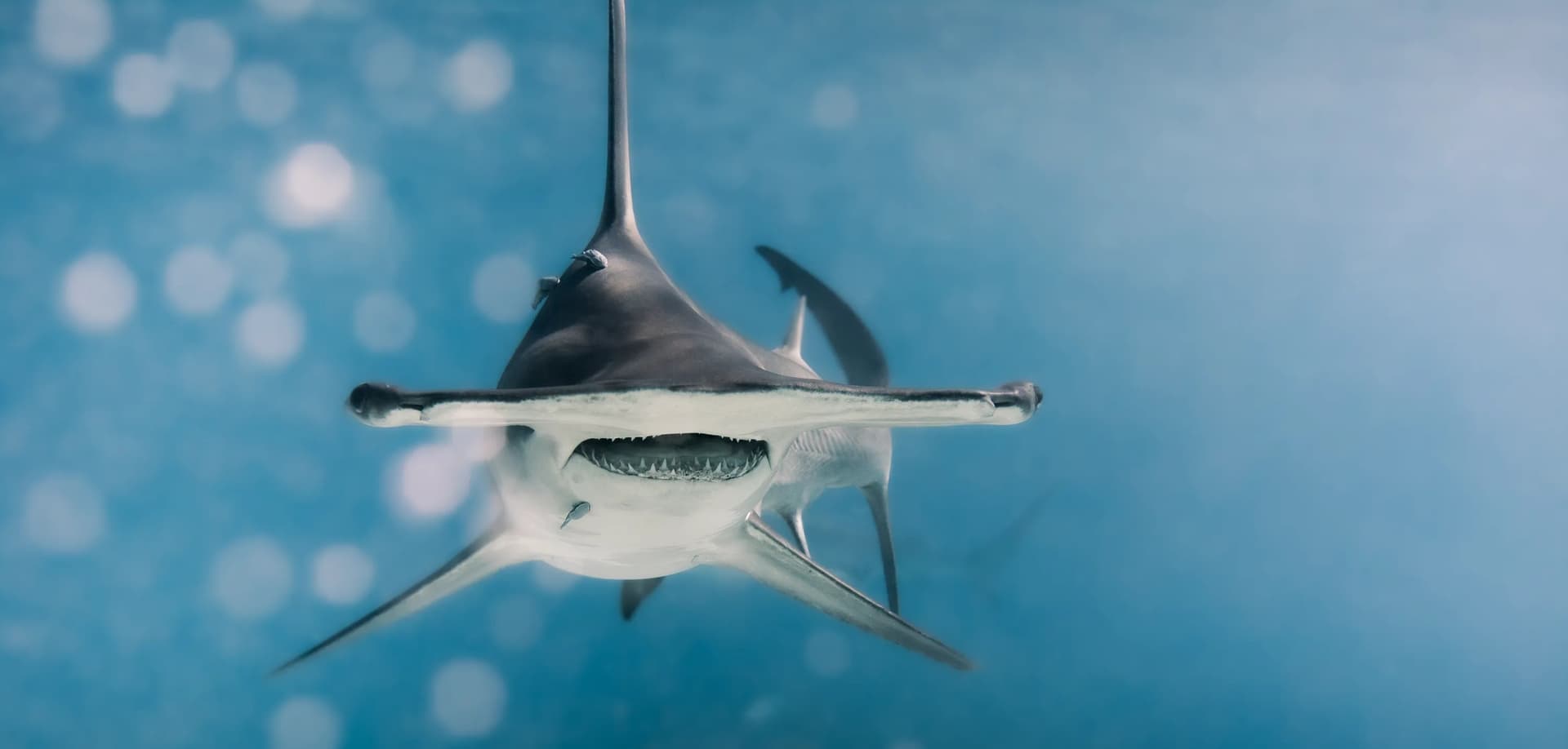 Diver Hammerhead Shark 1183-170LE-3A-HAMMER/3A Watch